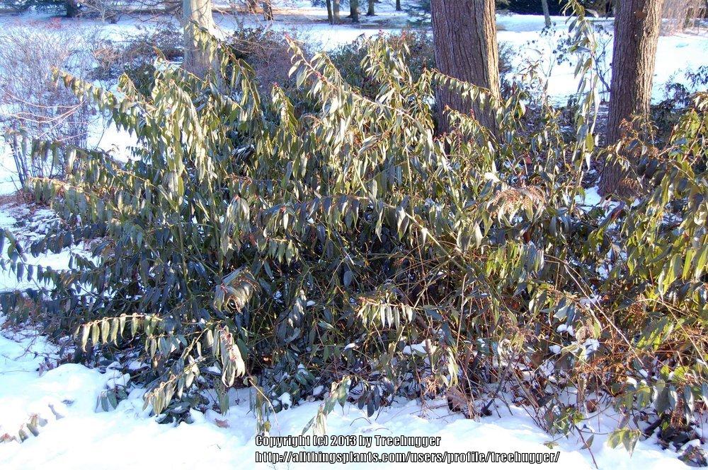 Photo of the entire plant of Highland Doghobble (Leucothoe fontanesiana ...