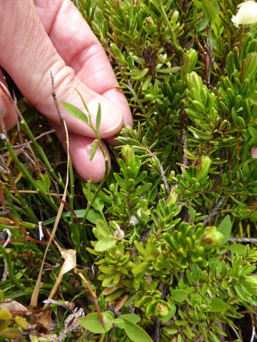 White Arctic Mountain Heather (Cassiope tetragona) - Garden.org