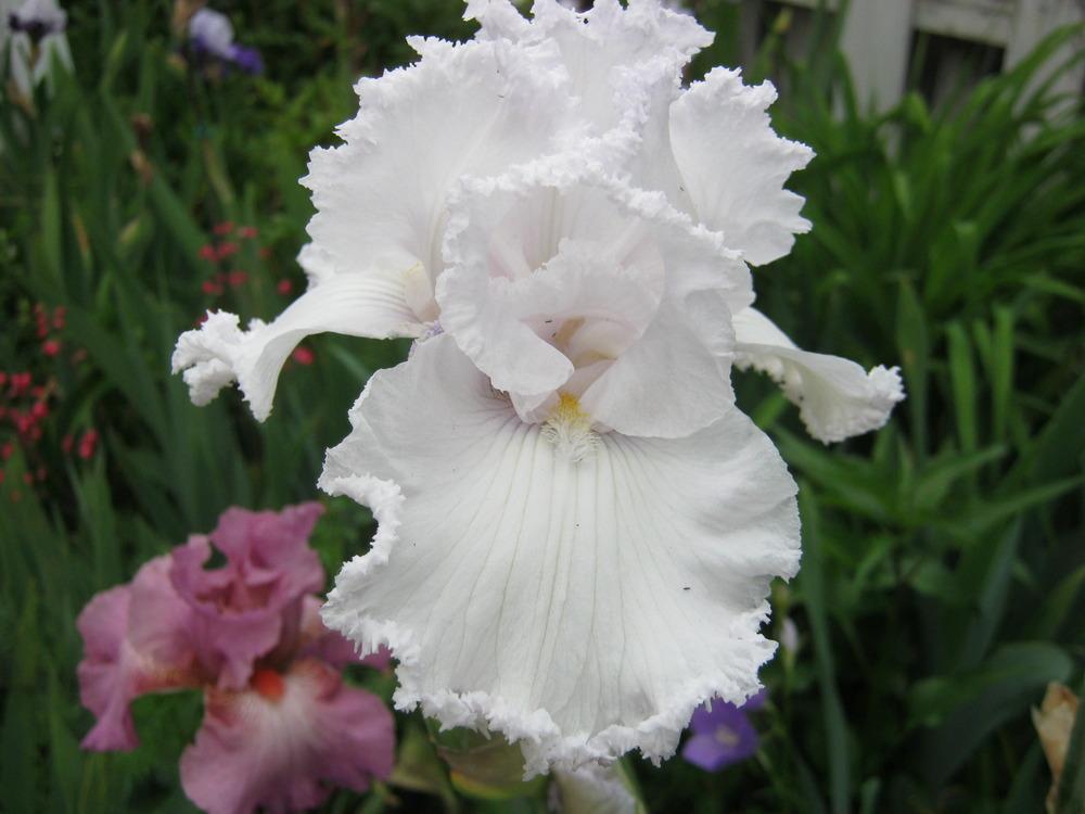 Photo of the bloom of Tall Bearded Iris (Iris 'Queen of Angels') posted ...