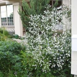 Colewort (Crambe cordifolia) - Garden.org