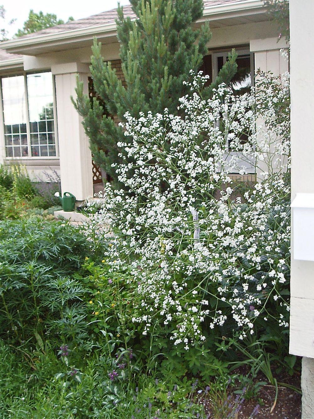 Photo of the bloom of Colewort (Crambe cordifolia) posted by growitall ...