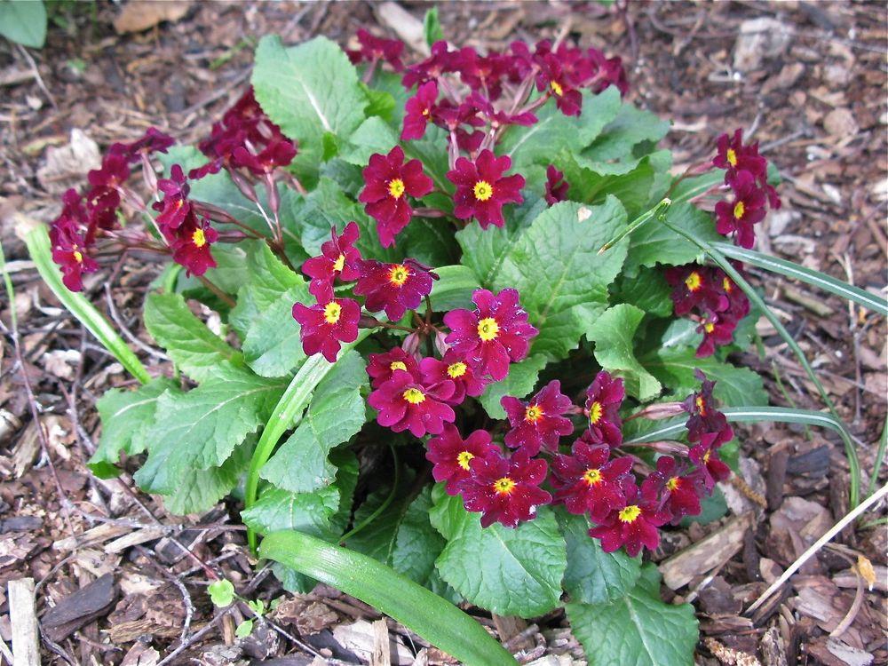 Juliana Primrose (Primula 'Allure') in the Primroses Database - Garden.org