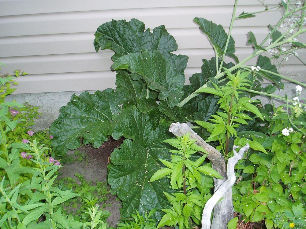 Photo of the leaves of Colewort (Crambe cordifolia) posted by growitall ...