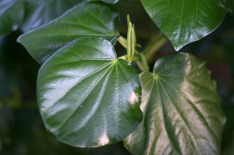Kawakawa (Macropiper excelsum) - Garden.org