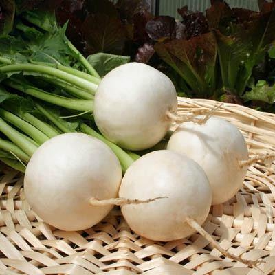 Turnip (Brassica rapa subsp. rapa 'Polar') in the Turnips Database ...