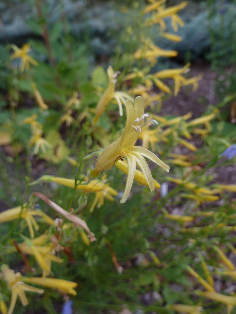 Yellow Pineleaf Penstemon (Penstemon pinifolius 'Mersea Yellow') in the ...