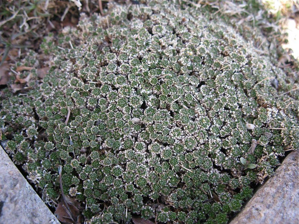 Whitlow Grass (Draba rigida) - Garden.org