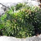 Photo of the leaves of Yellow Whitlow Grass (Draba aizoides) posted by ...
