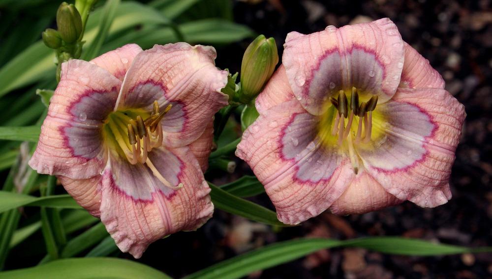 Daylily (Hemerocallis 'Little Blue Note') in the Daylilies Database ...