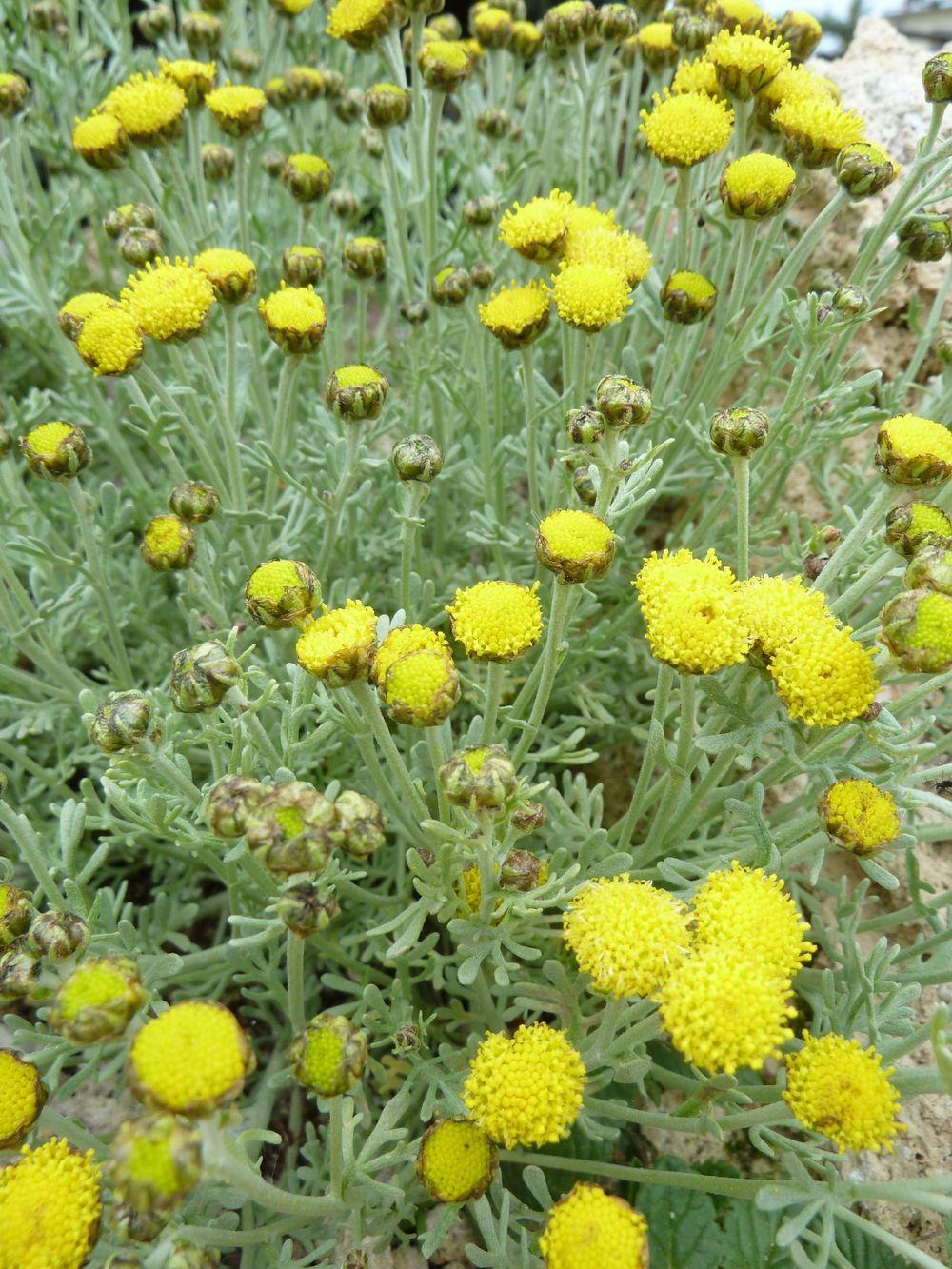 Photo of the bloom of Ajania tibetica posted by growitall - Garden.org