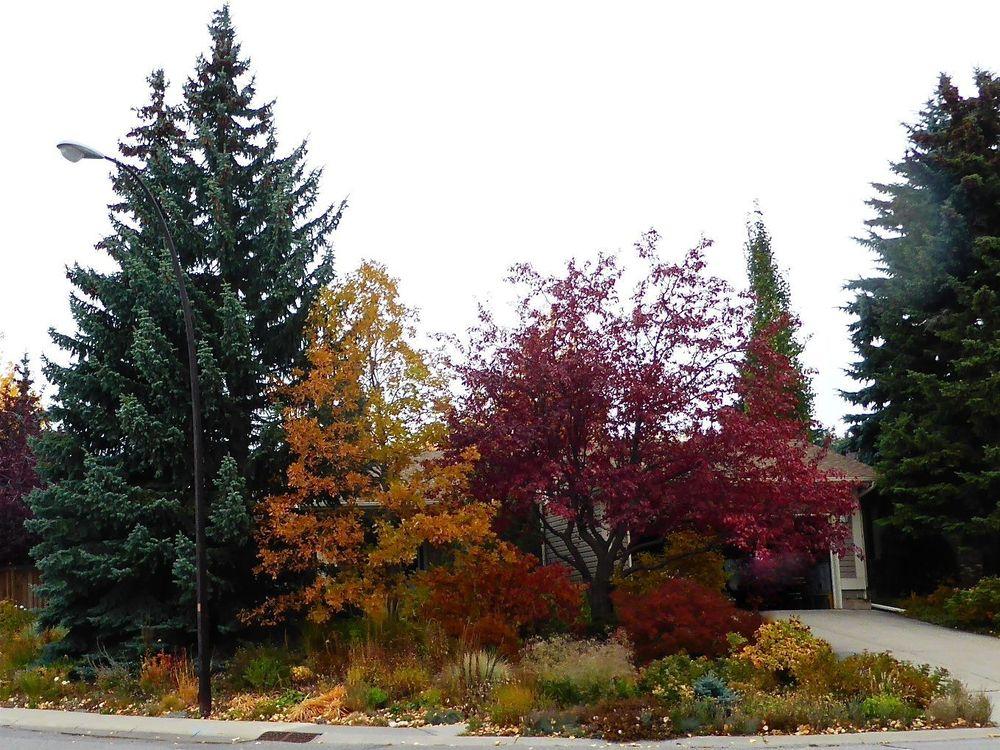 Photo of the entire plant of Flowering Crabapple (Malus 'Royalty ...