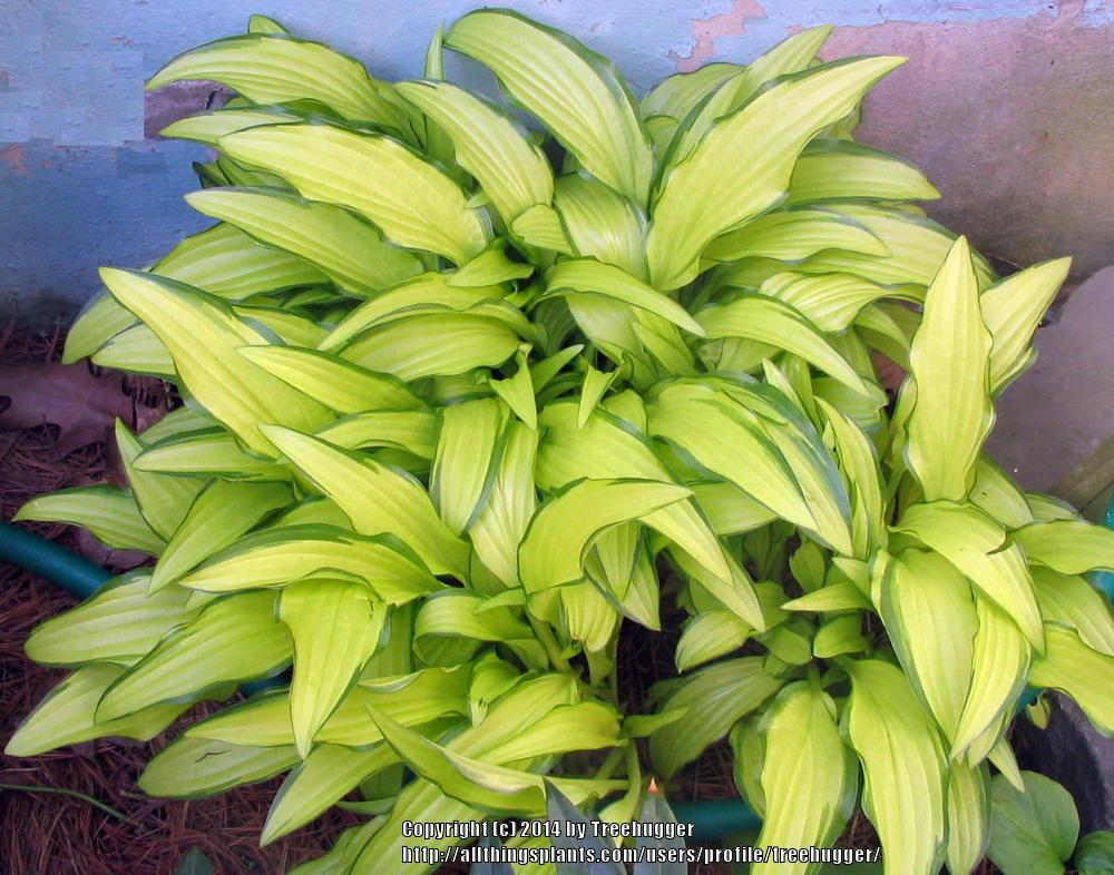 Photo of the leaves of Hosta (Hosta sieboldii 'Kabitan') posted by ...
