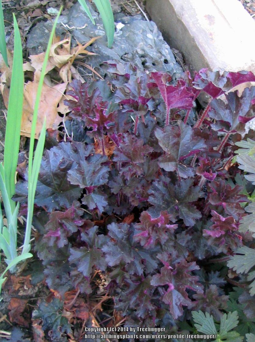Coral Bells (Heuchera micrantha 'Bressingham Bronze') in the Coral ...