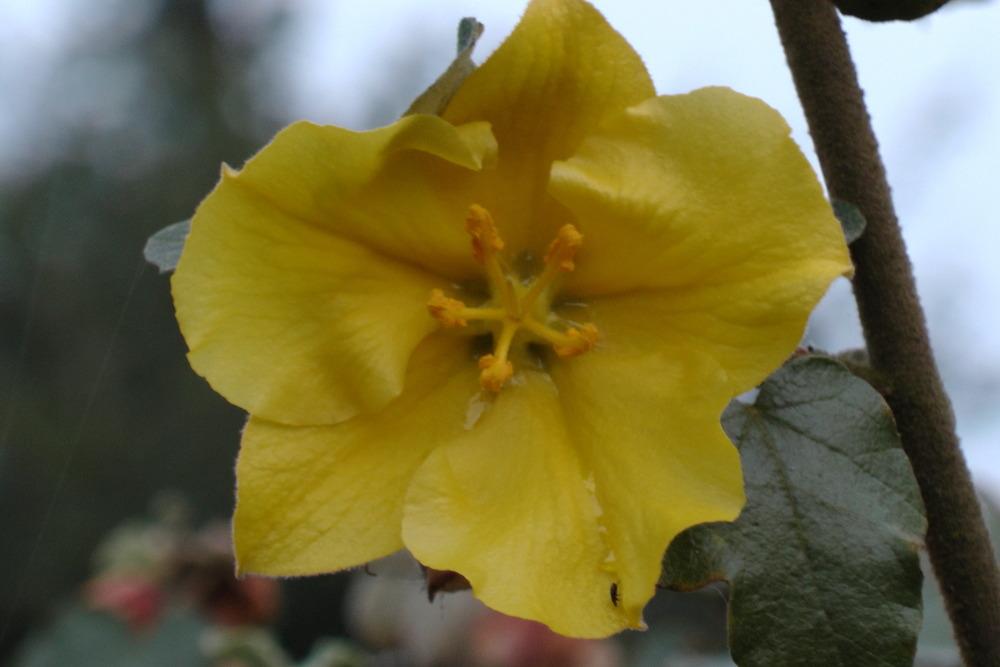 Flannel Bush (Fremontodendron 'California Glory') - Garden.org