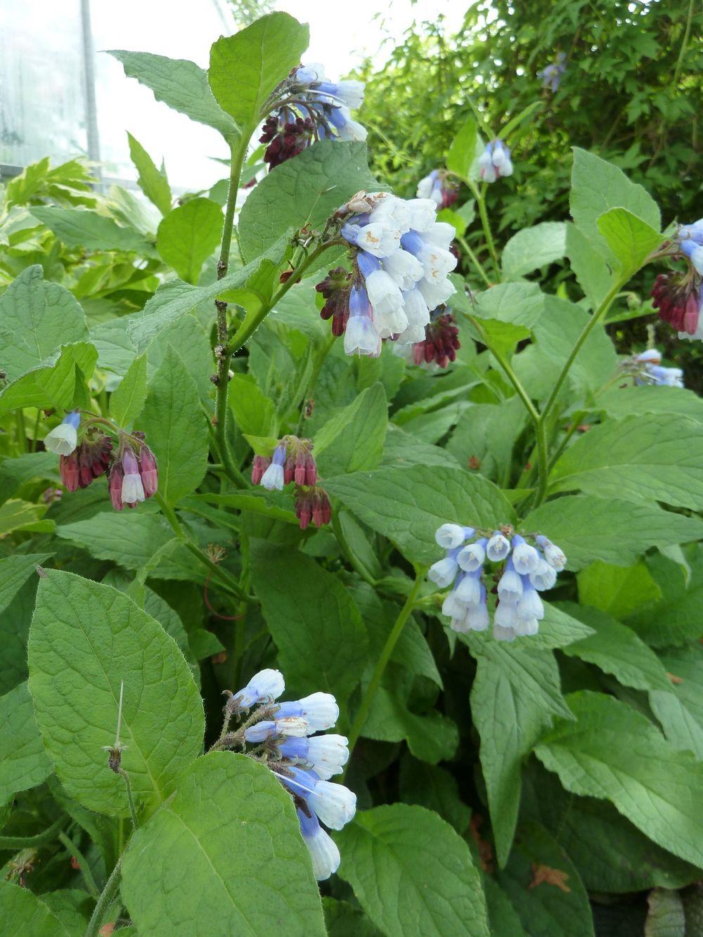 Dwarf Comfrey (Symphytum grandiflorum) - Garden.org