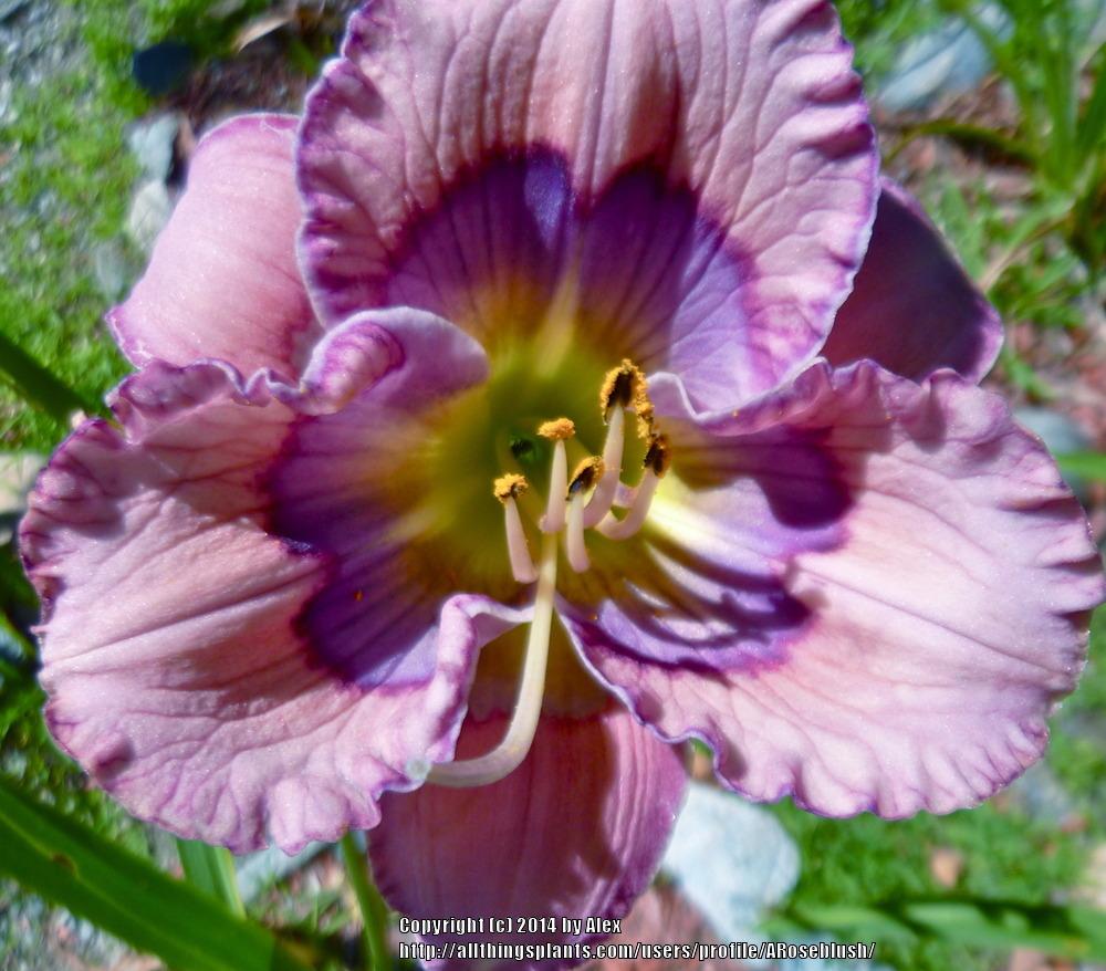 Favorite patterned daylilies? in the Daylilies forum - Garden.org