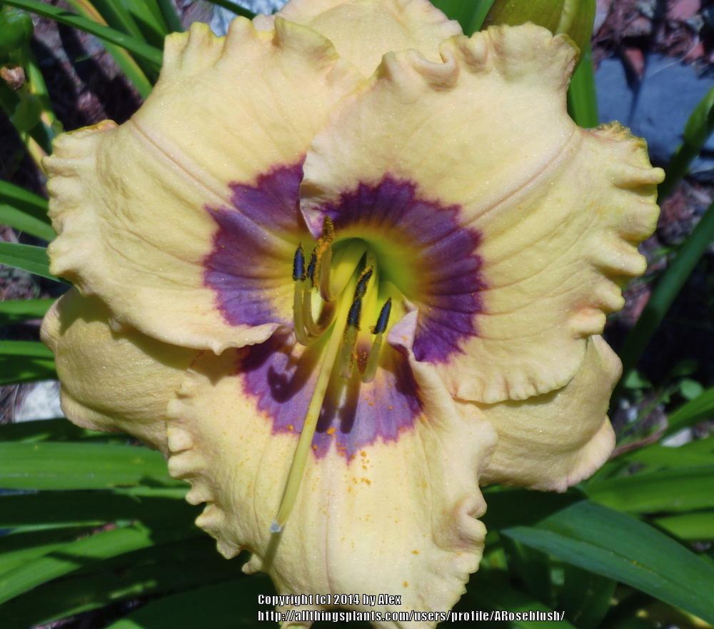 Favorite patterned daylilies? in the Daylilies forum - Garden.org