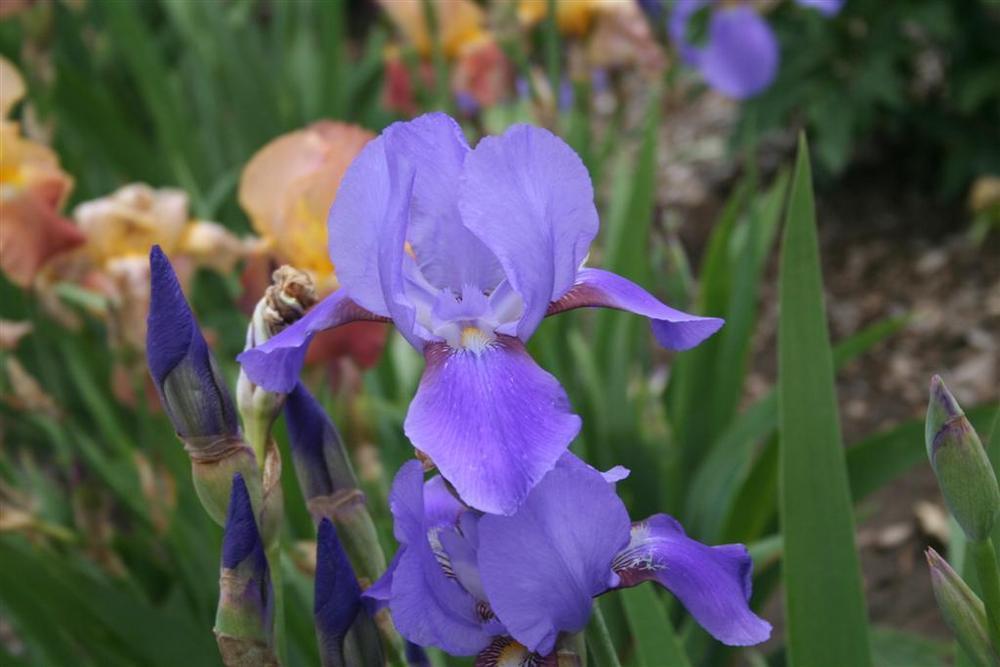 Tall Bearded Iris (Iris 'Missouri') in the Irises Database - Garden.org