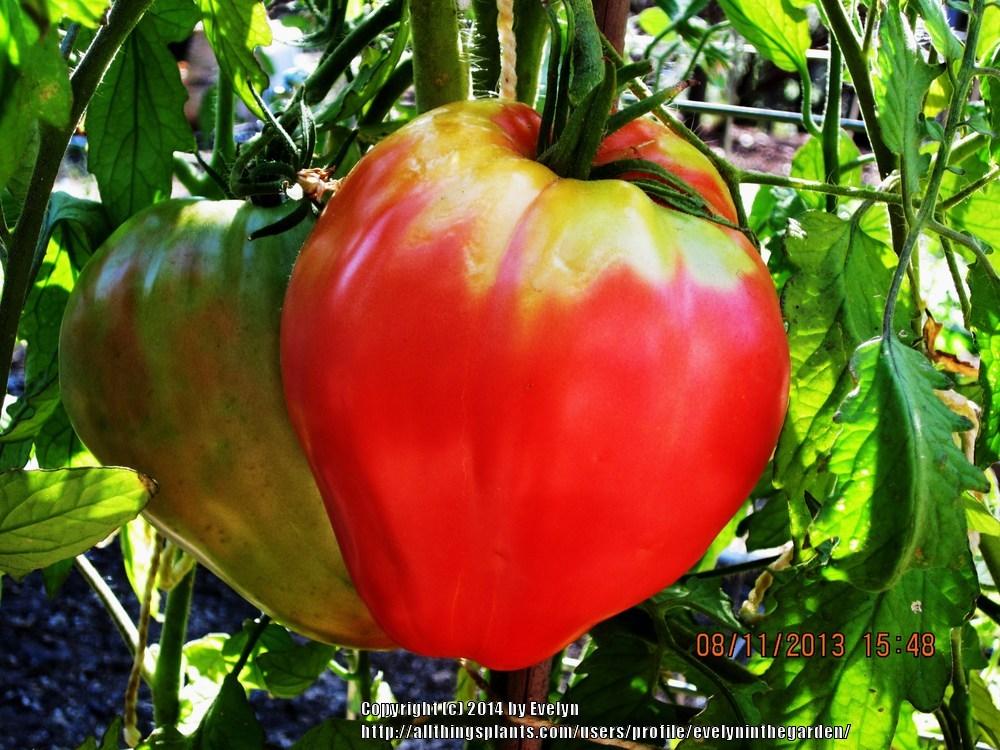 Tomato (Solanum lycopersicum 'Bull's Heart') in the Tomatoes Database ...