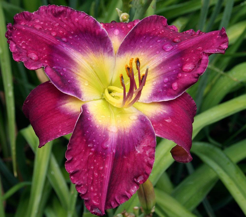 Daylily (Hemerocallis 'Northern Kingfisher') in the Daylilies Database - Garden.org