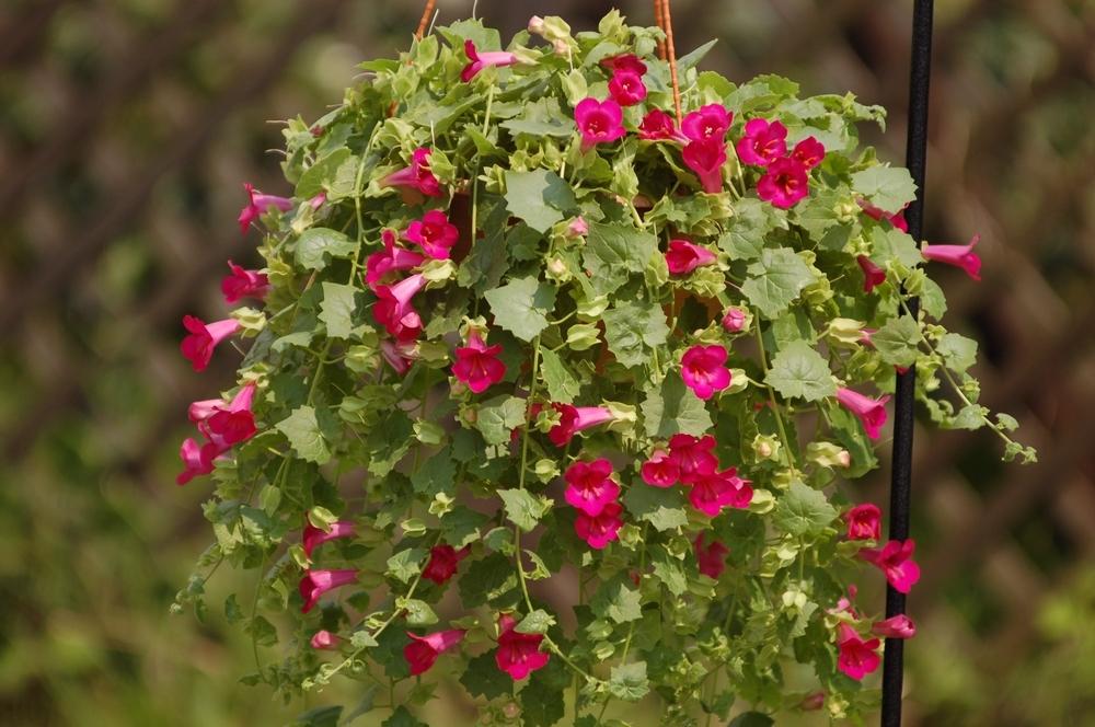 Lophospermum Lofos® Compact Rose - Garden.org