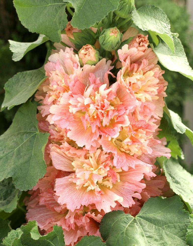 Hollyhock (Alcea rosea Spring Celebrities™ Apricot) - Garden.org