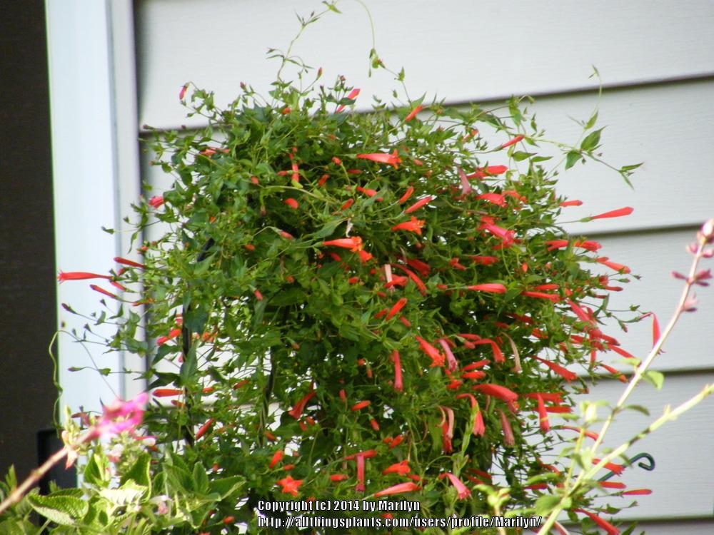 Photo of the bloom of Brazilian Firecracker Vine (Manettia cordifolia ...