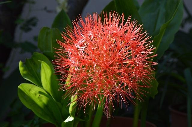 Blood Lilies: Plant Care and Collection of Varieties - Garden.org