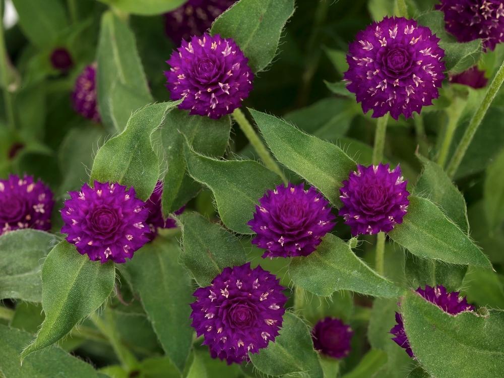 Gomphrena Pinball™ Purple - Garden.org
