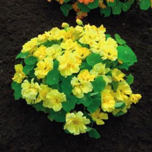Nasturtium (Tropaeolum majus 'Double Delight Cream') in the Garden ...