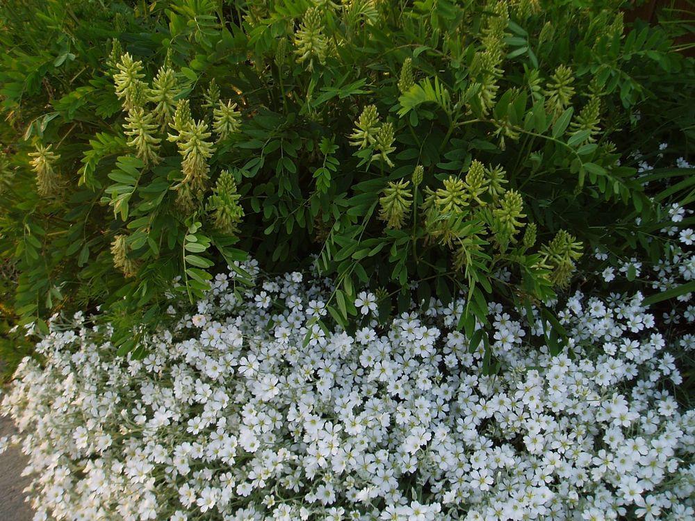 Photo of the entire plant of Canada Milkvetch (Astragalus canadensis ...
