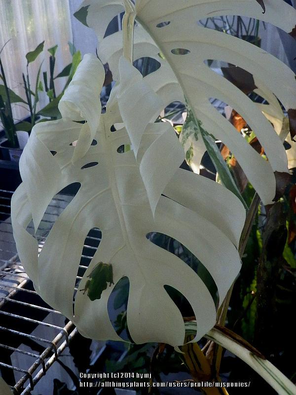 Photo of the leaves of White Variegated Monstera (Monstera deliciosa ...