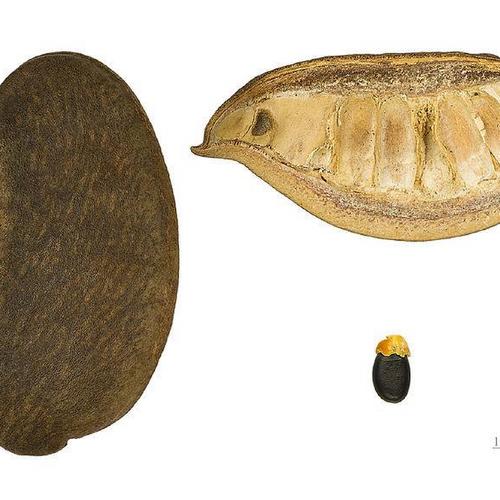 Afzelia africana - Garden.org