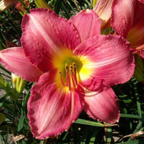 Daylily (Hemerocallis 'Chicago Raspberry') in the Daylilies Database ...