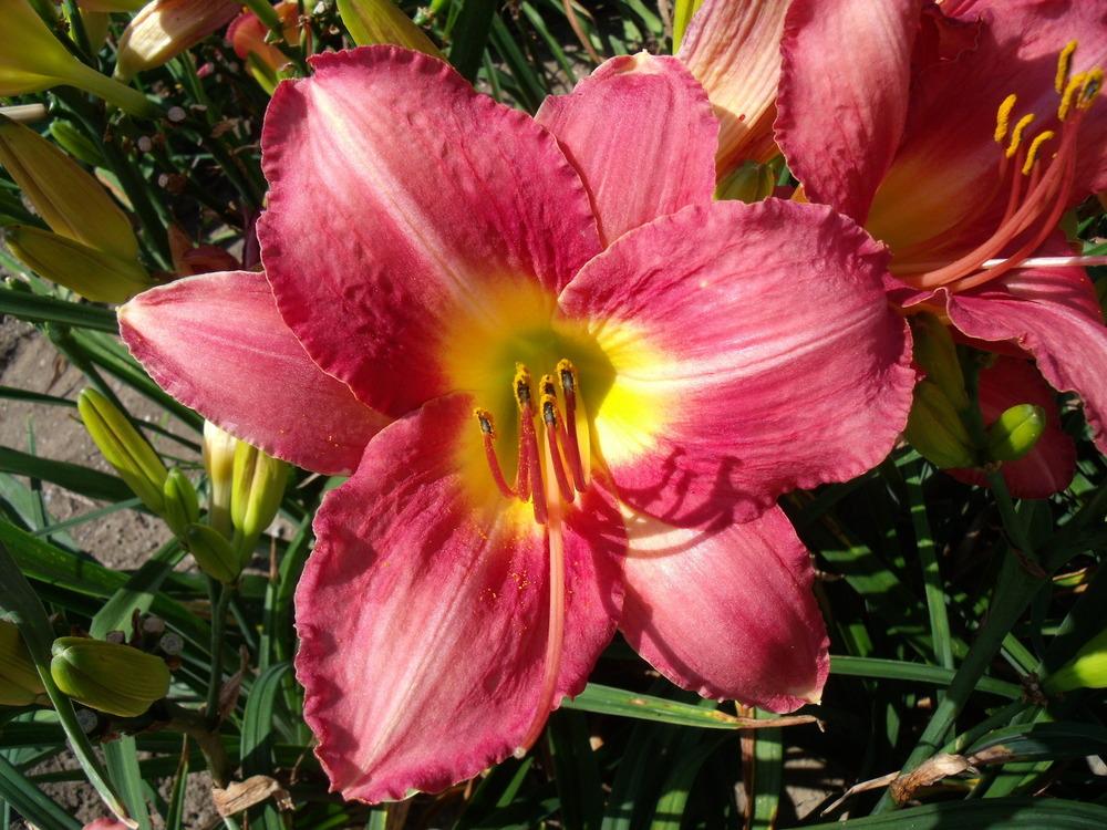 Daylily (Hemerocallis 'Chicago Raspberry') in the Daylilies Database ...