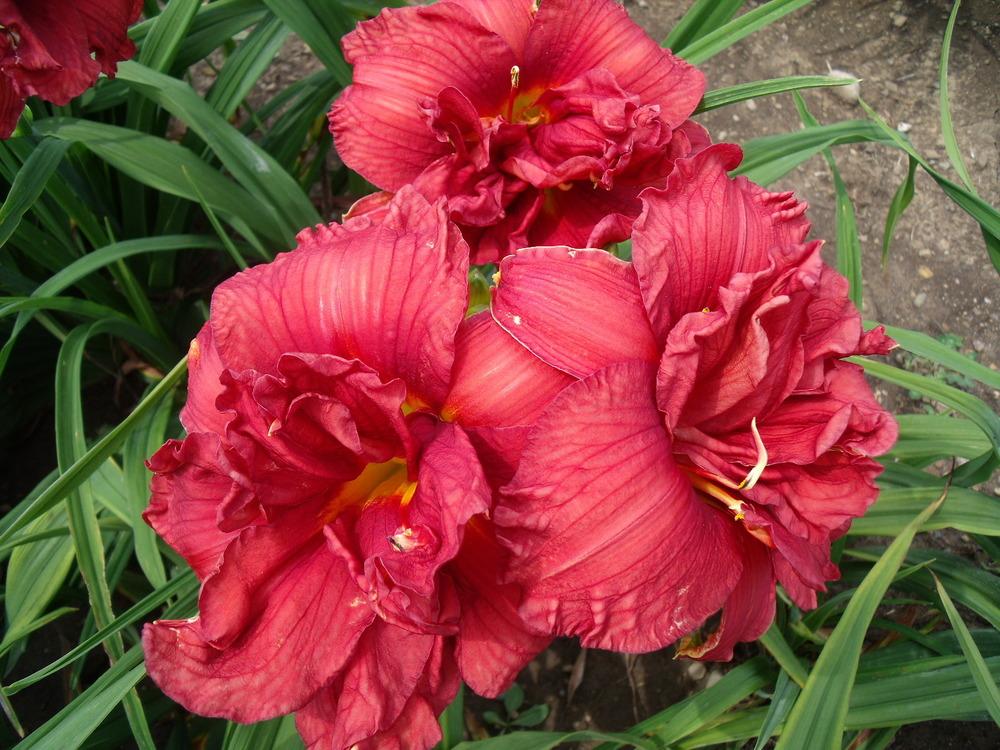Photo of the bloom of Daylily (Hemerocallis 'Double Firecracker ...