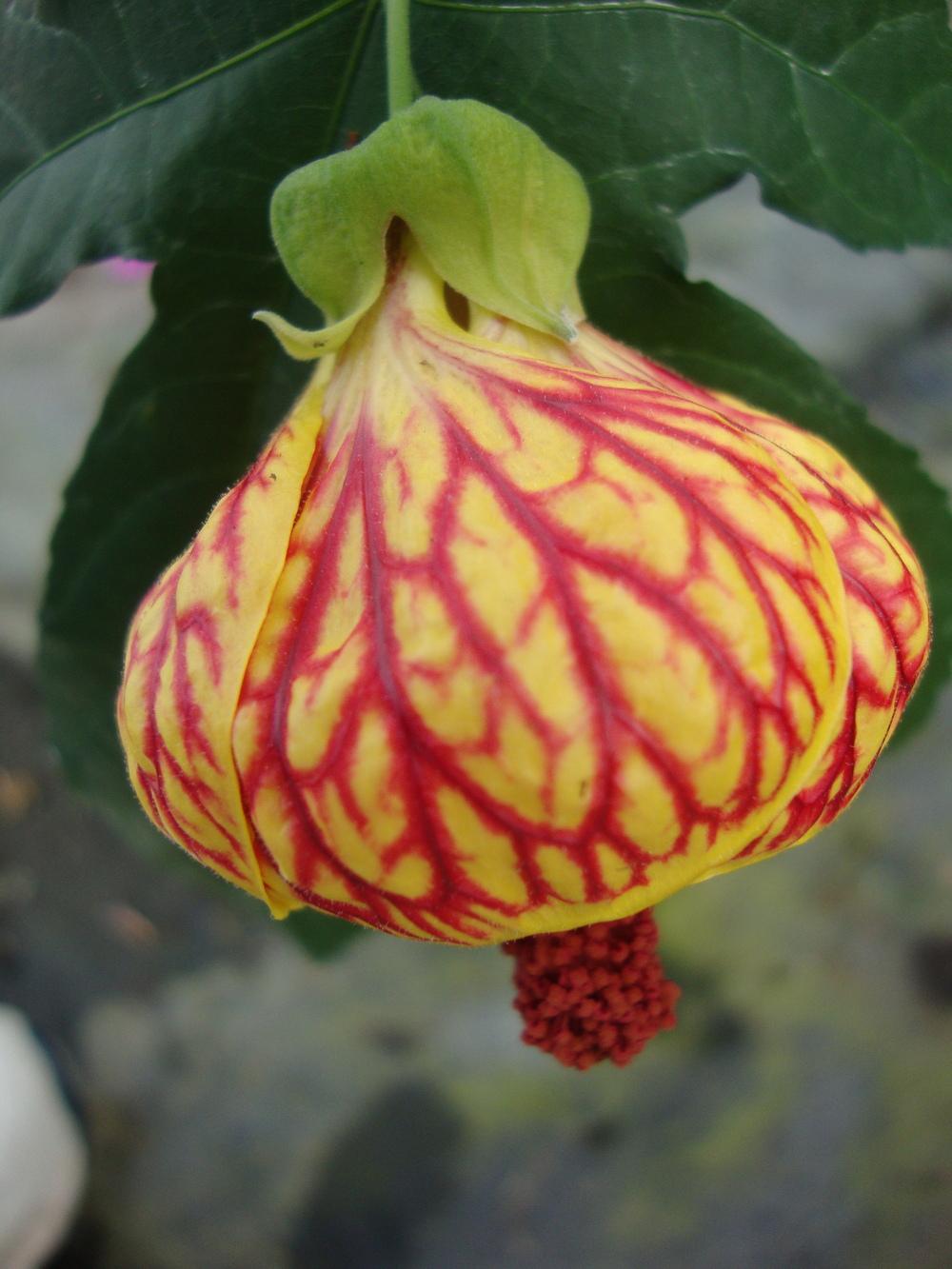 Photo of the bloom of Flowering Maple (Abutilon 'Tiger Eye') posted by ...