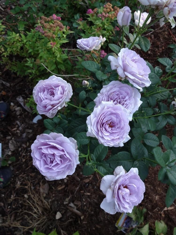 Where, Oh Where Are the Blue Roses? - Garden.org