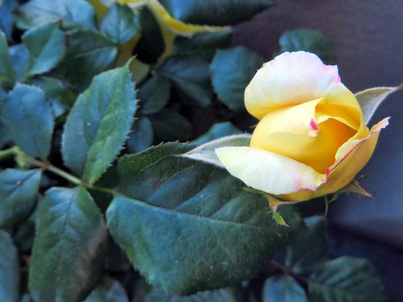 Photo of the closeup of buds, sepals and receptacles of Rose (Rosa ...