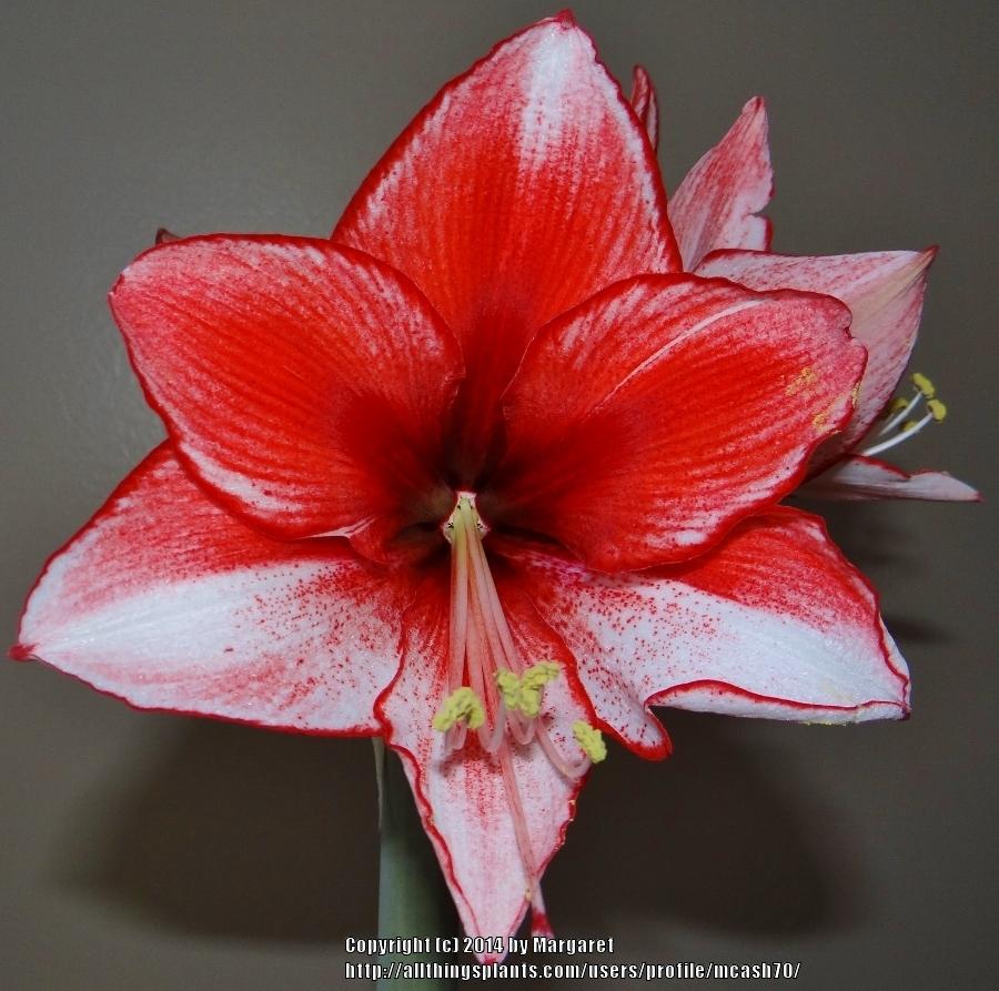 Photo of the bloom of Amaryllis (Hippeastrum 'Charisma') posted by ...