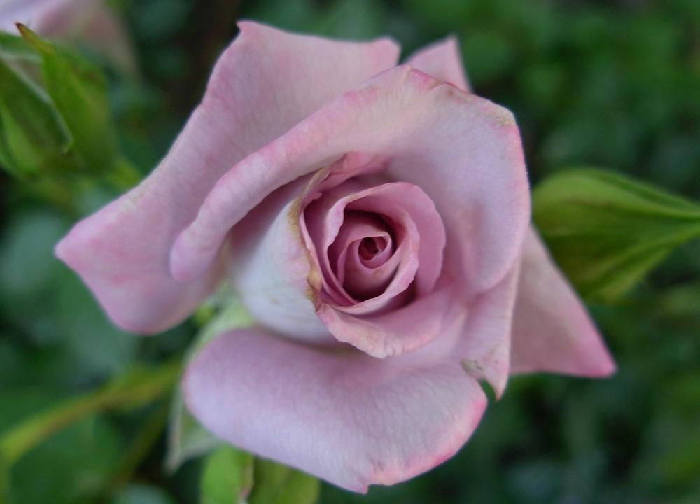 Rose (Rosa 'Scentsational') in the Roses Database - Garden.org