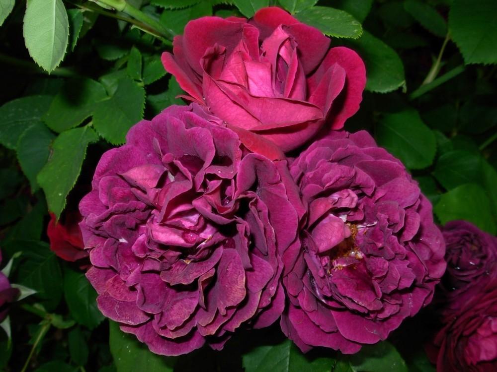 Rose (Rosa 'Souvenir d'Alphonse Lavallee') in the Roses Database ...