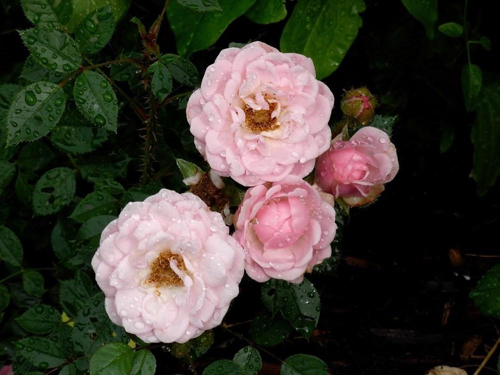 Rose (Rosa 'Dresden Doll') in the Roses Database - Garden.org