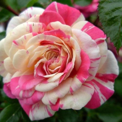 Rose (Rosa 'Fiesta') in the Roses Database - Garden.org