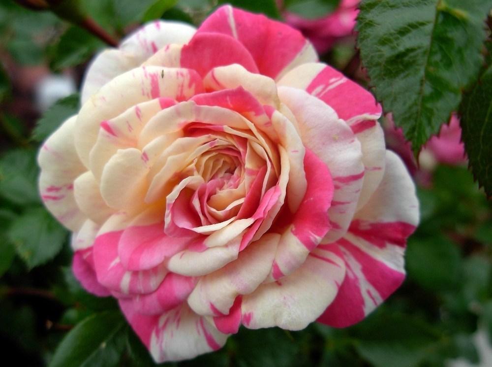 Rose (Rosa 'Fiesta') in the Roses Database - Garden.org