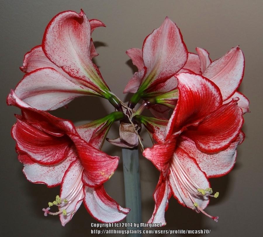 Photo of the bloom of Amaryllis (Hippeastrum 'Charisma') posted by ...