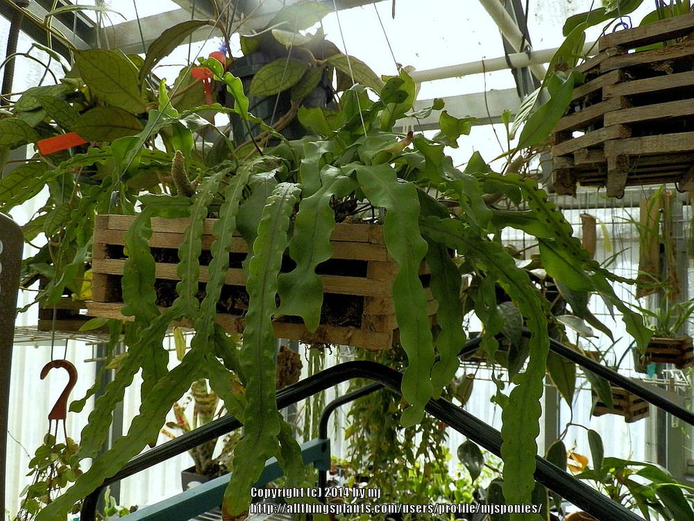 Lecanopteris sinuosa - Garden.org