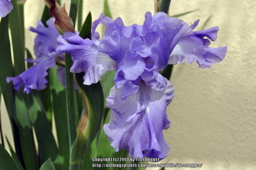 Photo of the bloom of Tall Bearded Iris (Iris 'Scented Bubbles') posted ...