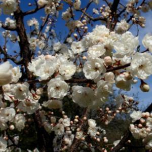 Canada Plum (Prunus nigra 'Princess Kay') in the Plums Database ...