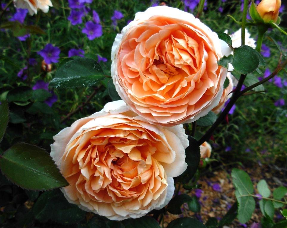 Photo of the bloom of Rose (Rosa 'Tamora') posted by Gilli - Garden.org